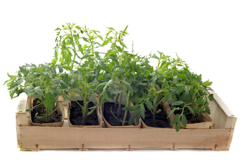 À combien de feuilles repiquer les tomates ? - Le Mag Maison