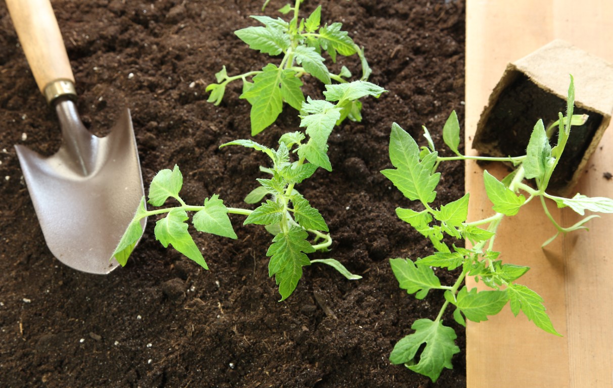 À combien de feuilles repiquer les tomates ? - Le Mag Maison